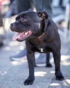 Trio Smart Breath Test Instructions: Complete Guide | The Curious ...